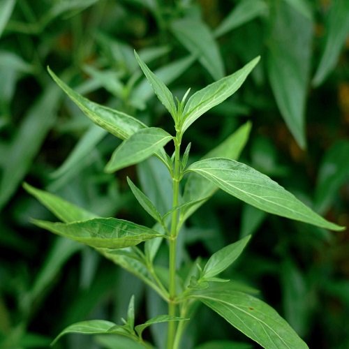 Kalmegh (Andrographis Paniculata) Extract Manufacturer in India